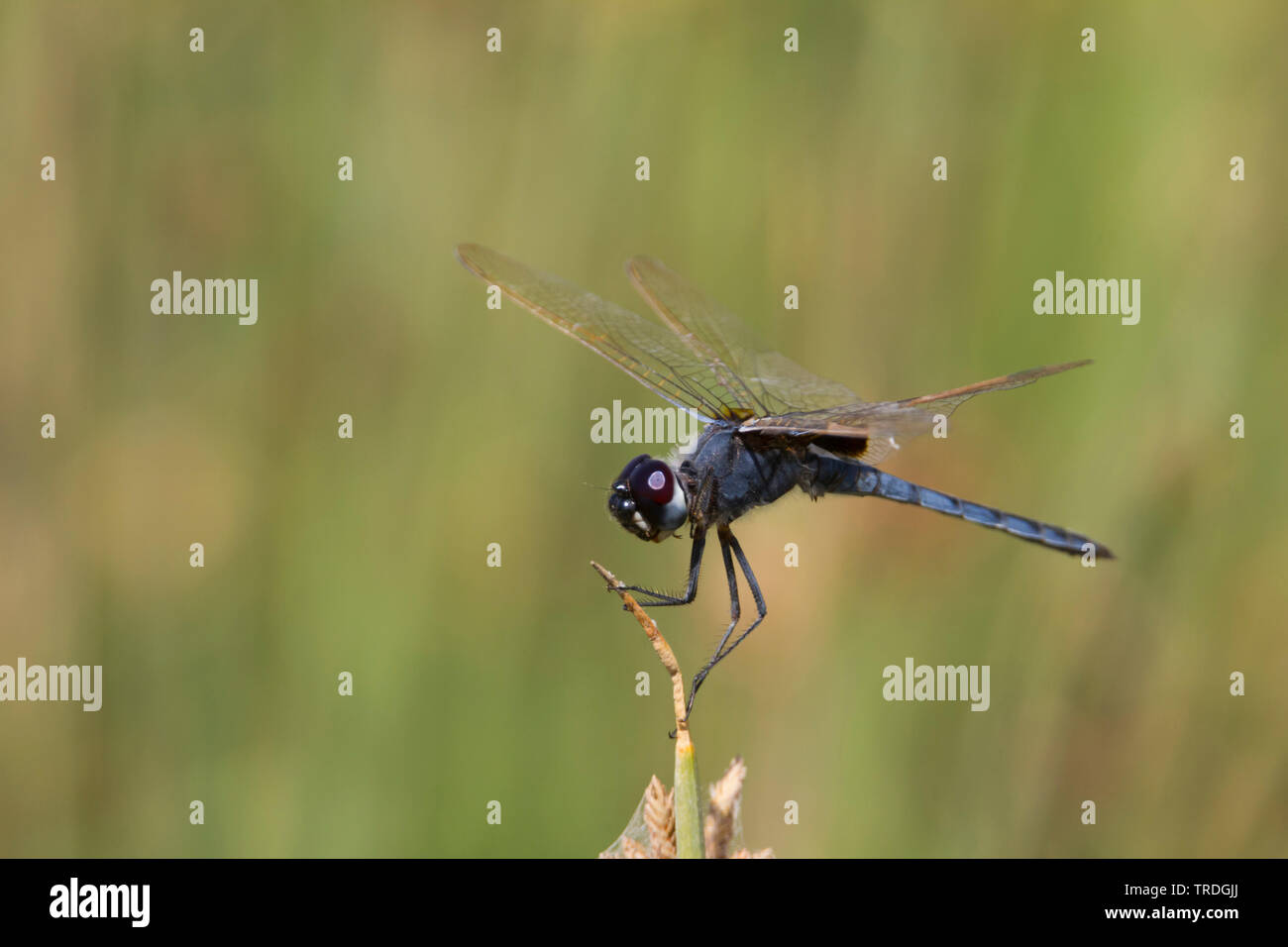 Middle east insects hi-res stock photography and images - Alamy