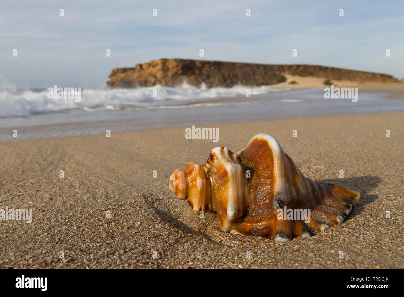 shell lying on beach in Oman, Oman Stock Photo - Alamy