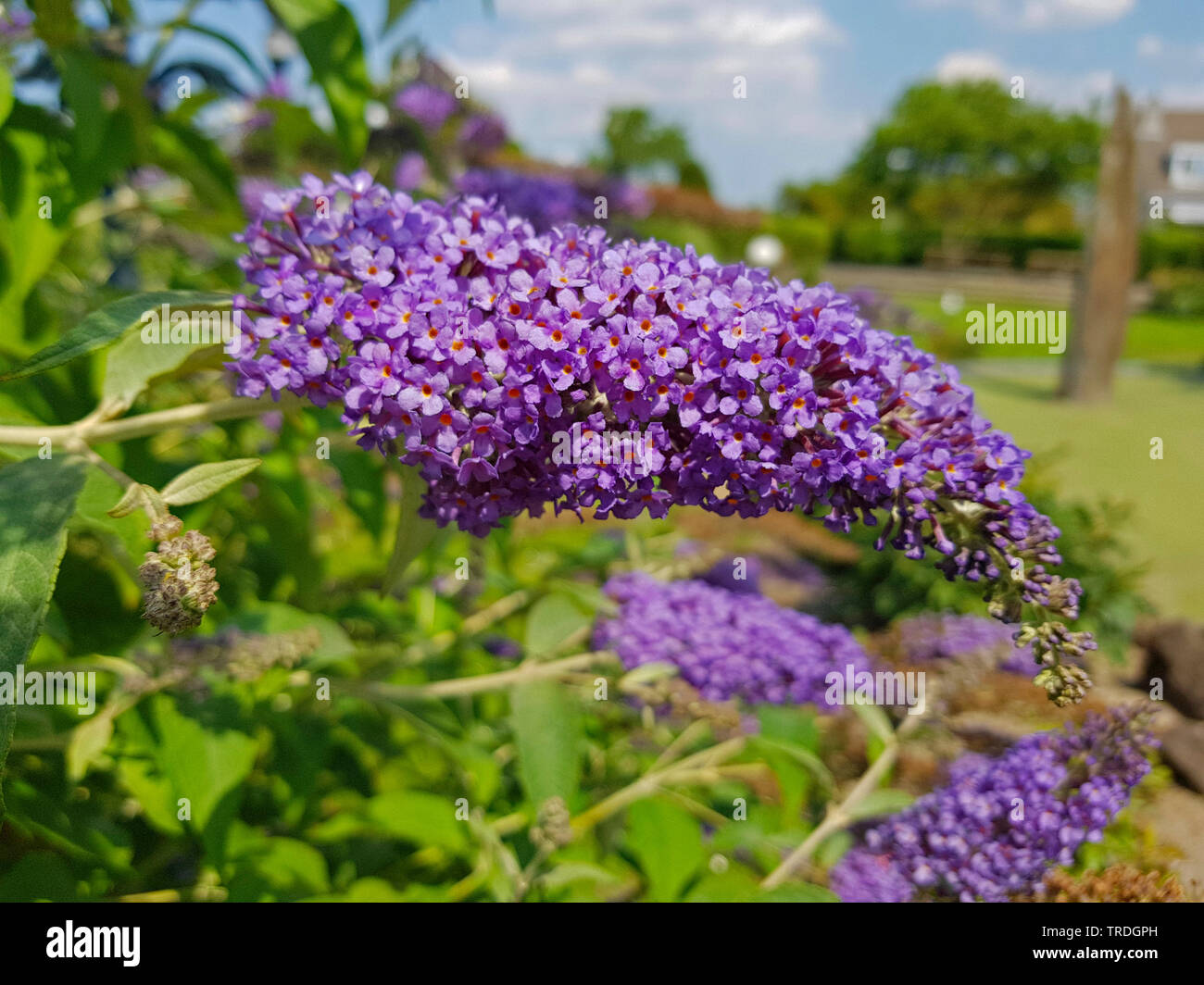 Butterfly bush, Violet butterfly bush, Summer lilac, Butterfly-bush ...