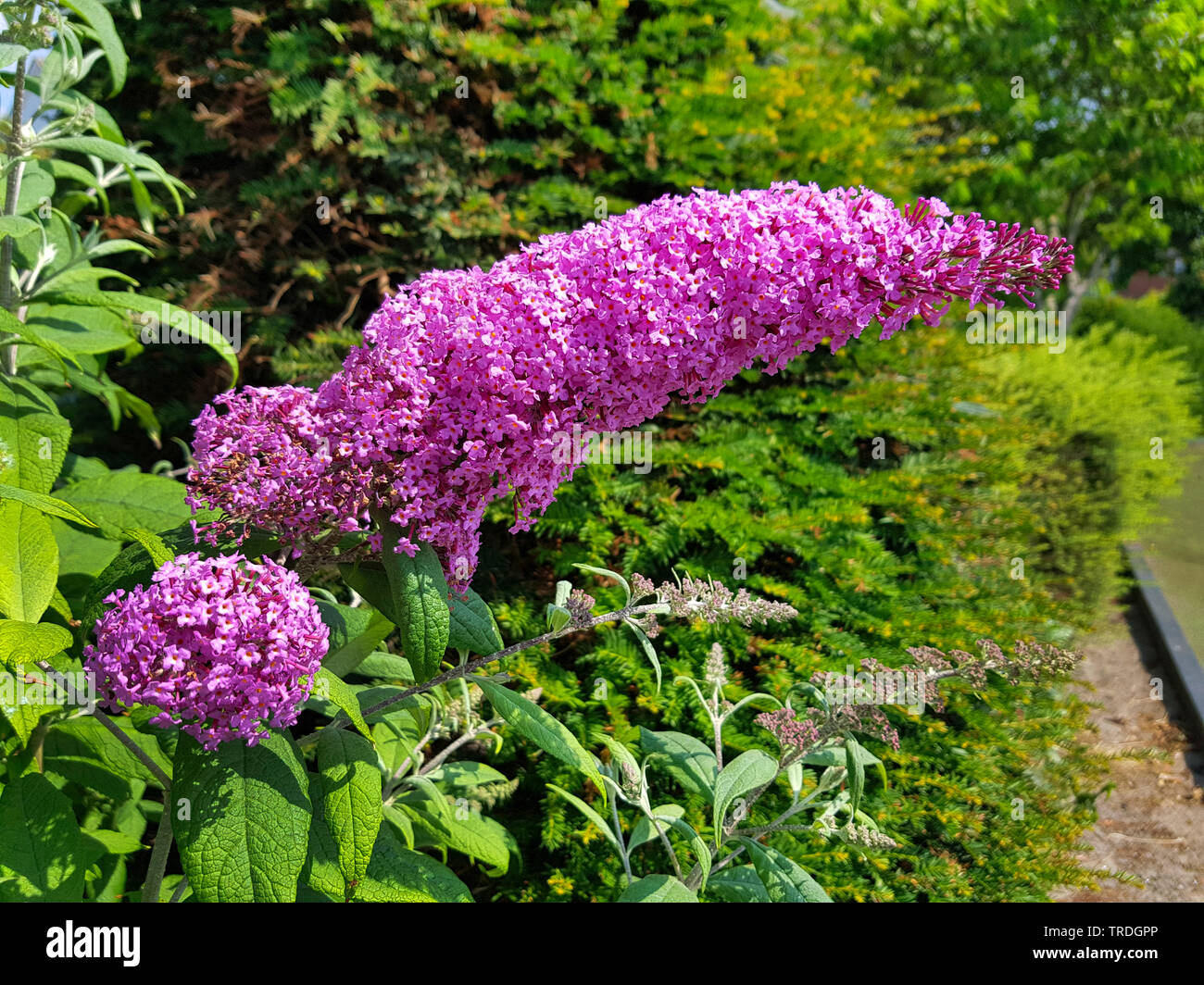 Butterfly bush, Violet butterfly bush, Summer lilac, Butterfly-bush ...