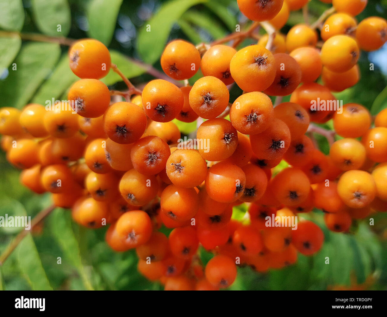 European mountain-ash, rowan tree (Sorbus aucuparia), branch with ...