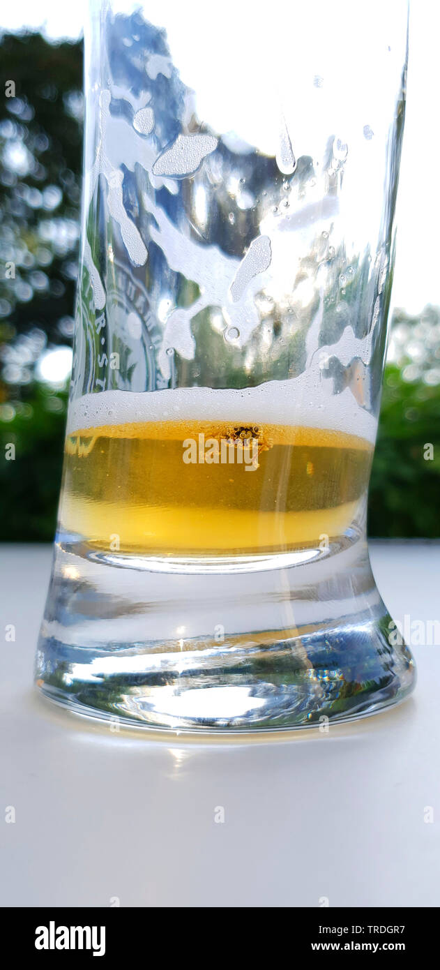 Insect in beer glass hi-res stock photography and images - Alamy