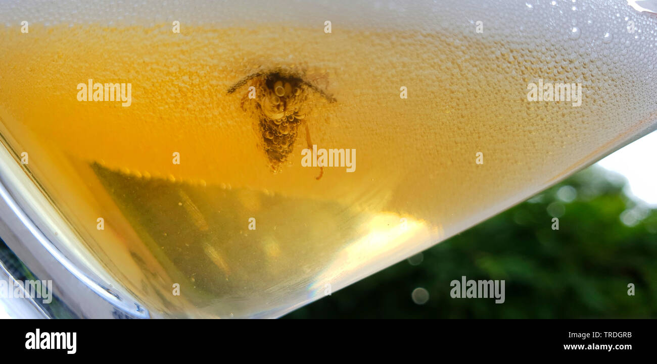 Insect in beer glass hi-res stock photography and images - Alamy