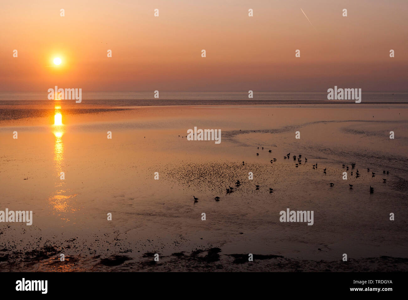 Dutch wadden sea conservation area hi-res stock photography and images ...