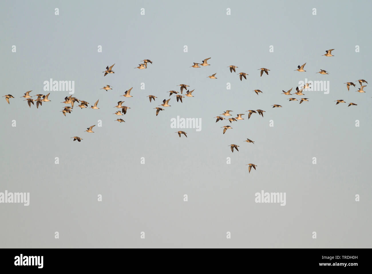 Bar tailed godwit flock birds hi-res stock photography and images - Alamy