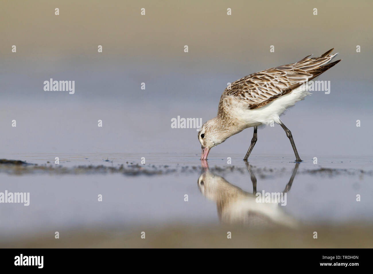 bar-tailed godwit (Limosa lapponica taymyrensis, Limosa taymyrensis ...