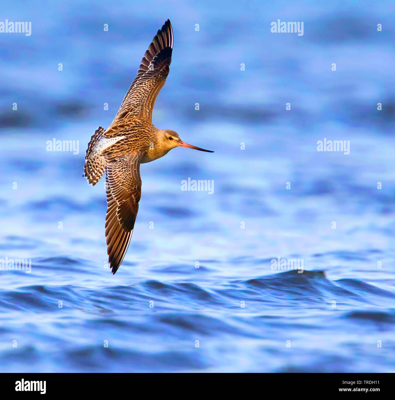 Bar tailed godwits uk hi-res stock photography and images - Alamy