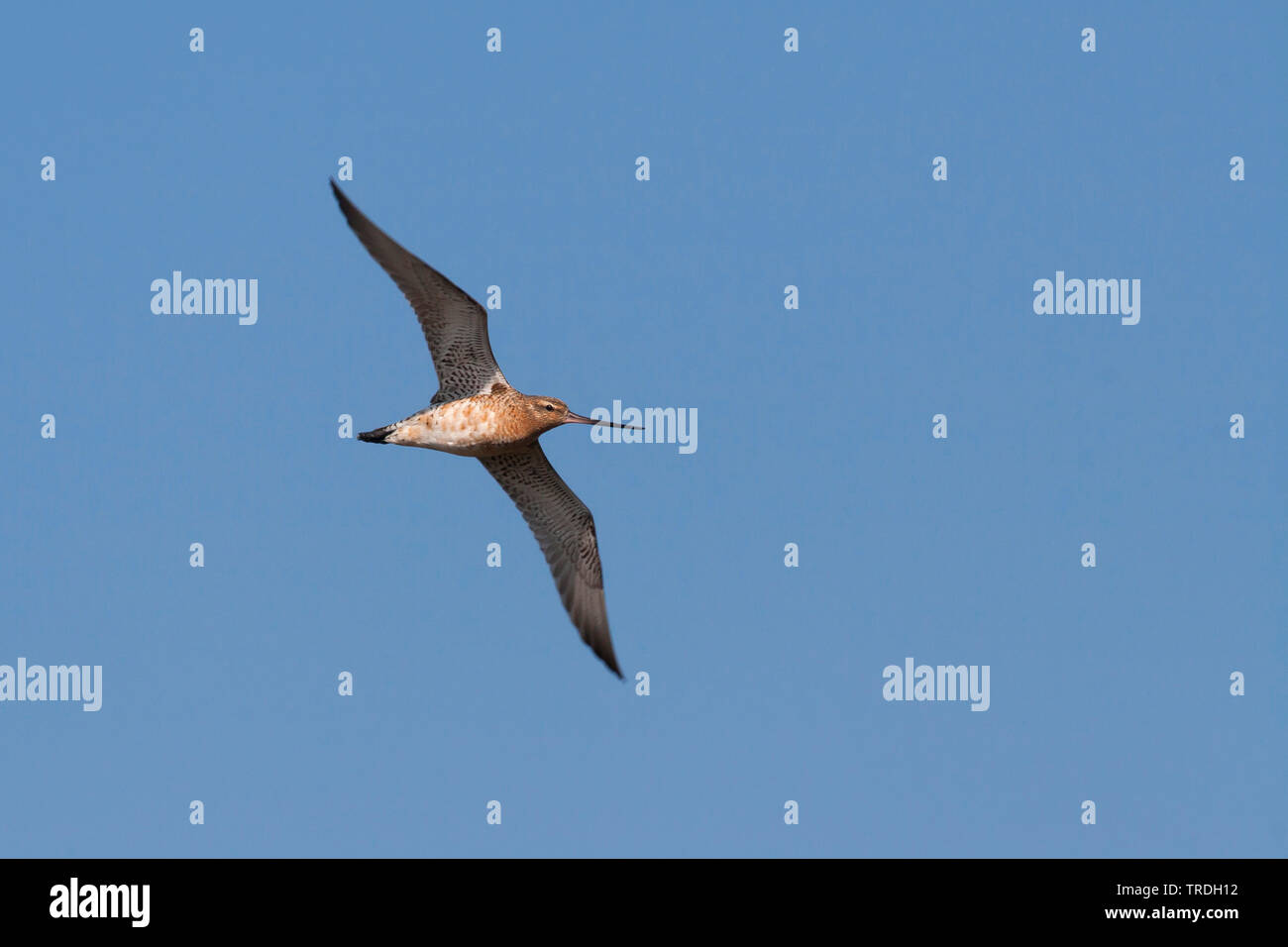 bar-tailed godwit (Limosa lapponica), flying male, Germany Stock Photo ...