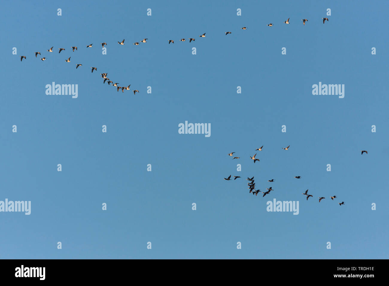 Birds flying v formation hi-res stock photography and images - Alamy