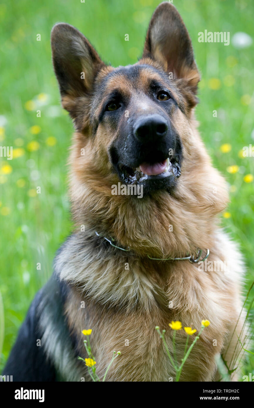 German Shepherd Dog (Canis lupus f. familiaris), sitting in a meadow ...