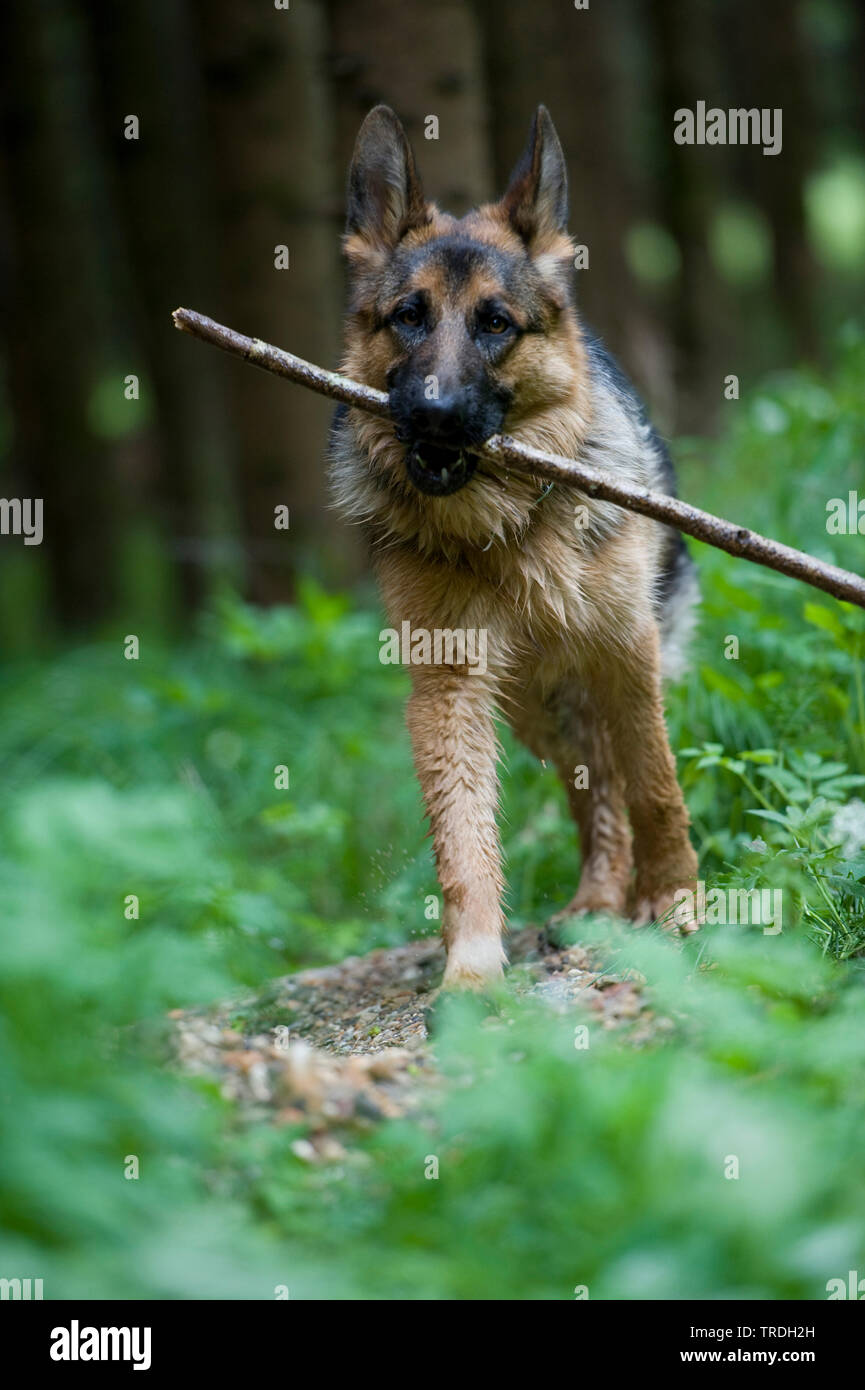 German Shepherd Dog (Canis lupus f. familiaris), with stick in the ...