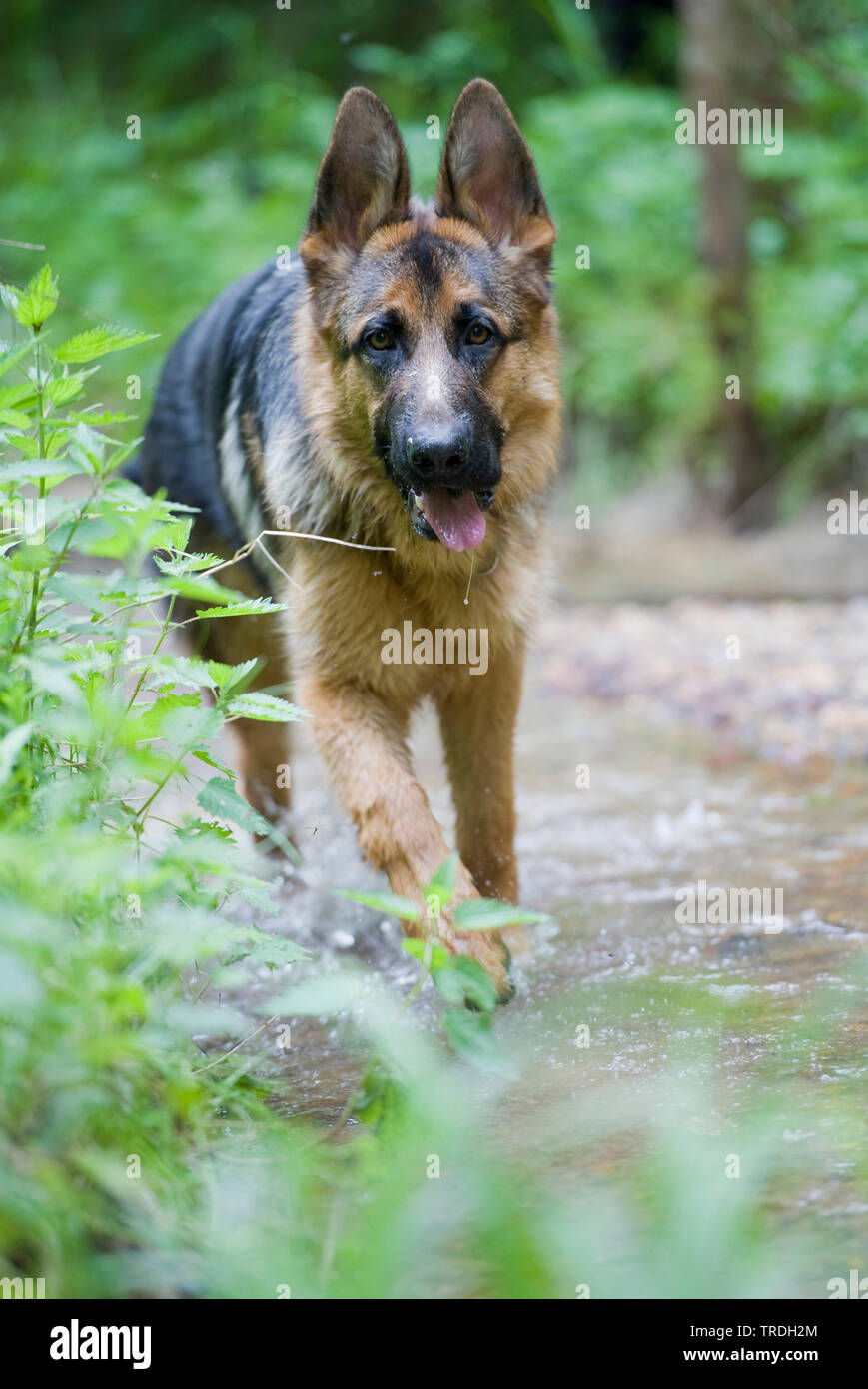 German shepherd dog canis lupus f familiaris hi-res stock photography ...