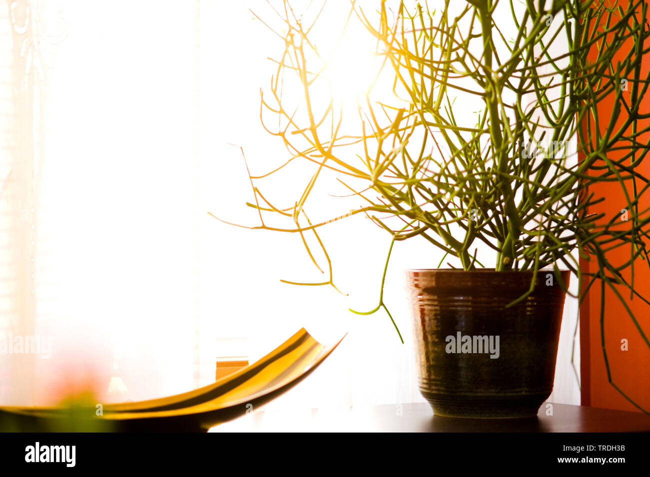 Pencil Tree (Euphorbia tirucalli), as indoor plant Stock Photo - Alamy