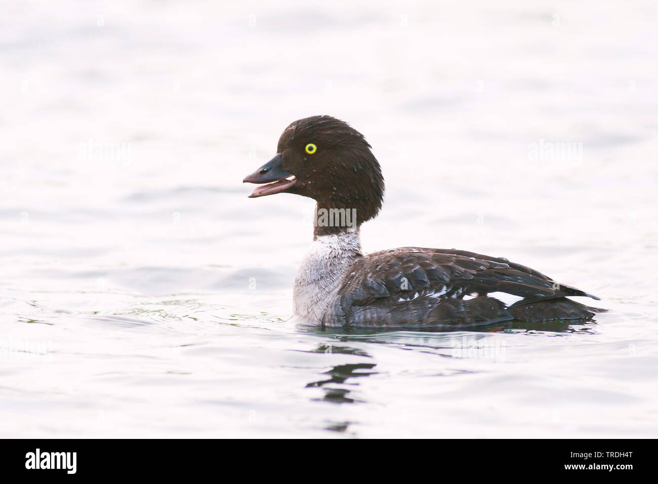 barrow's goldeneye (Bucephala islandica), swimming female, Iceland ...