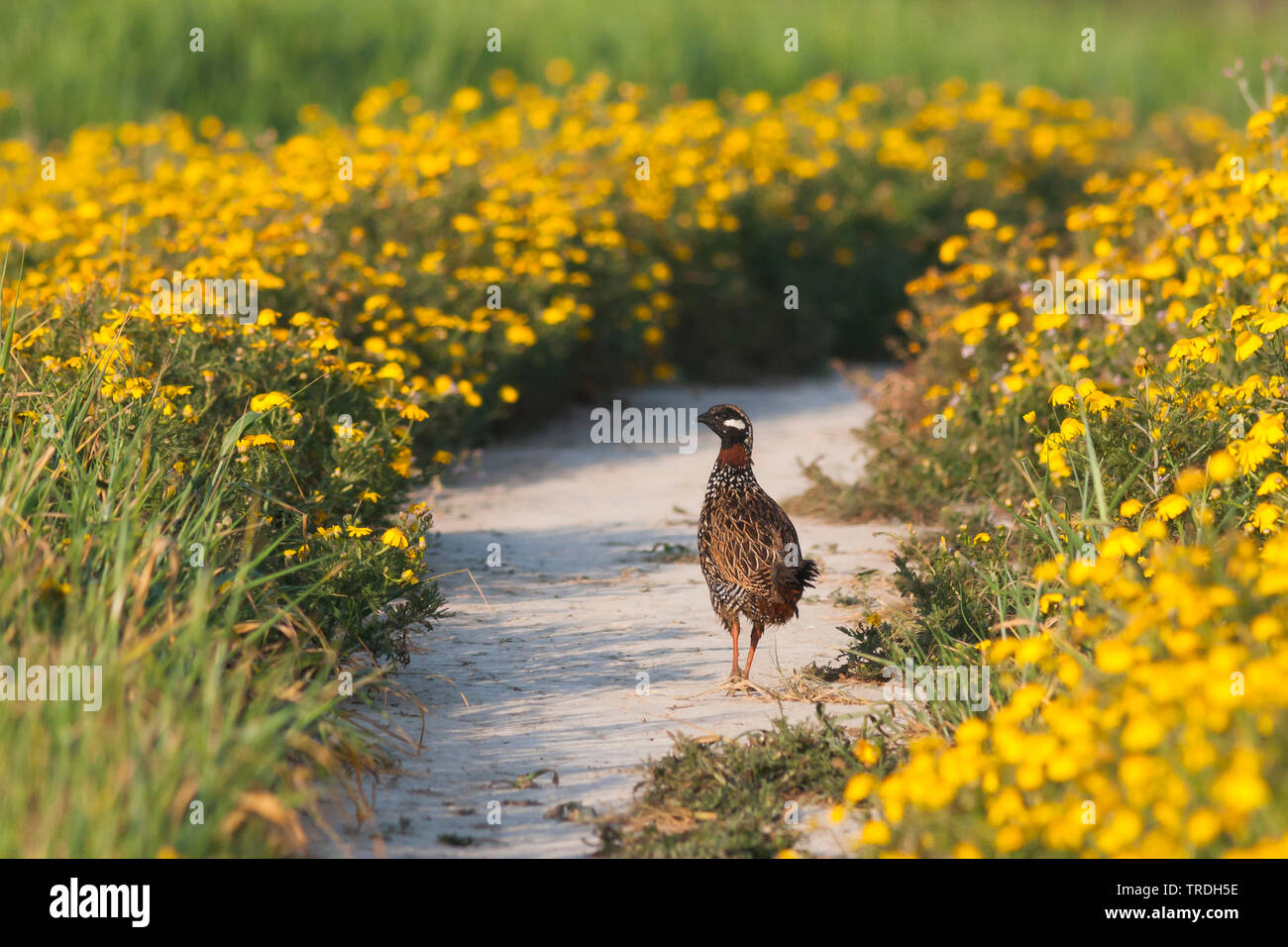 black partridge (Francolinus francolinus), cock walking on a field path ...