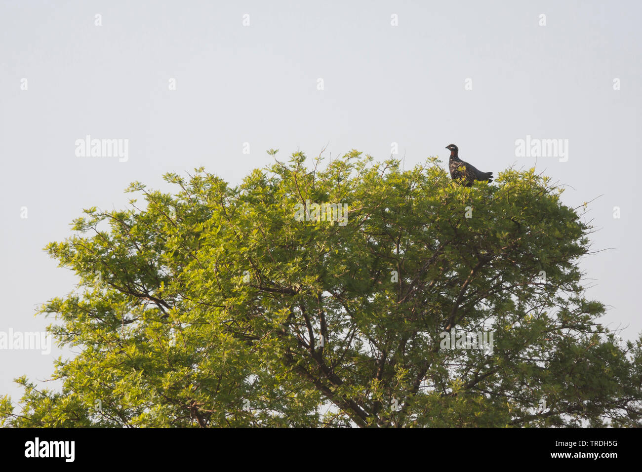 black partridge (Francolinus francolinus), cock sitting on a tree crown ...