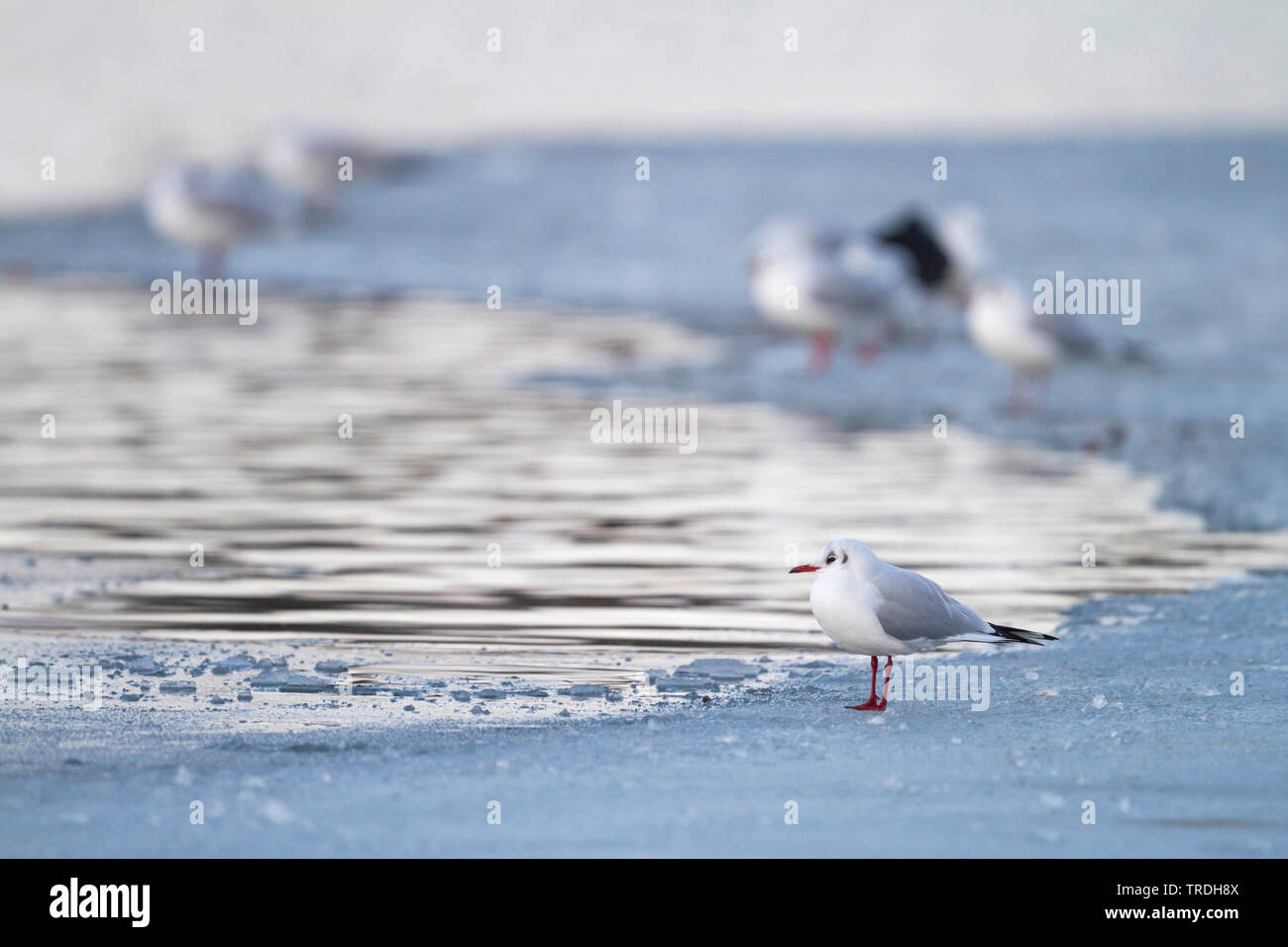 black-headed gull (Larus ridibundus, Chroicocephalus ridibundus), adult ...
