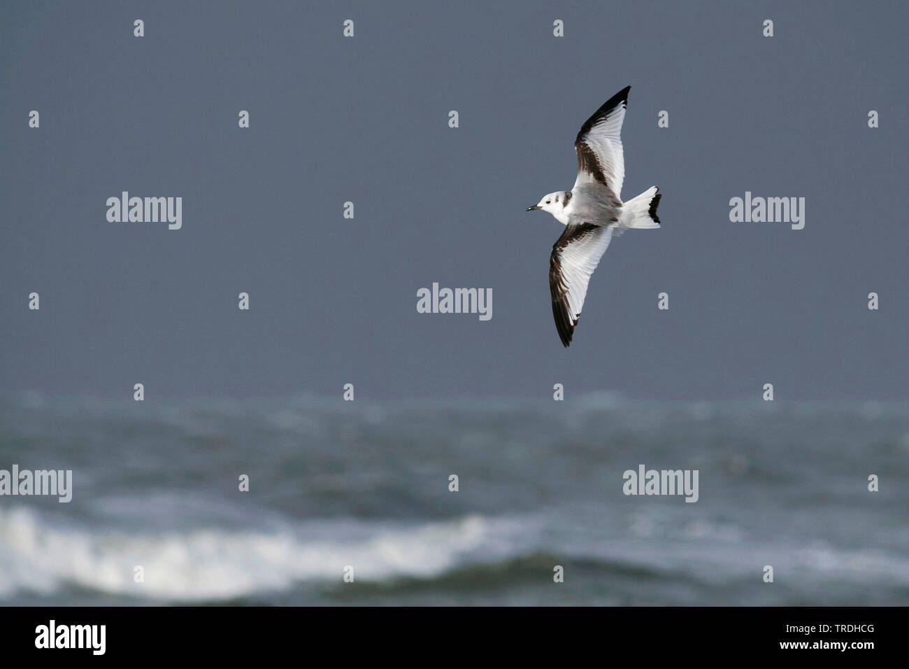Juvenile kittiwake in flight hi-res stock photography and images - Alamy