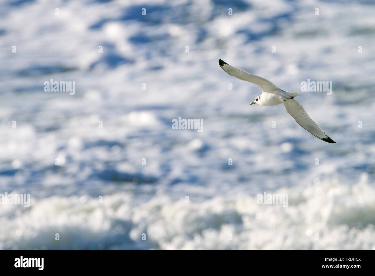 black-legged kittiwake (Rissa tridactyla, Larus tridactyla), flying ...