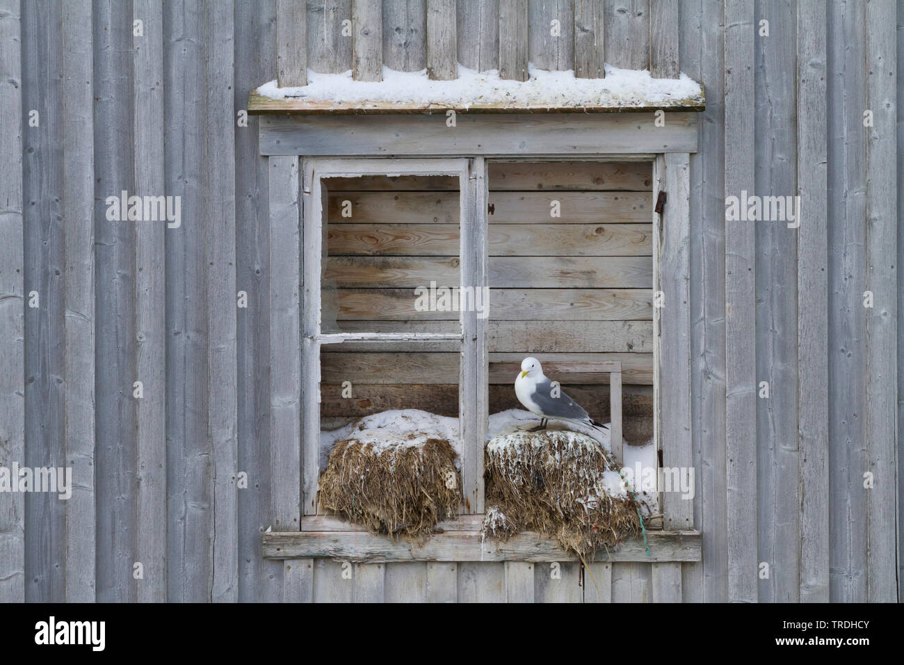 Nests on windows hi-res stock photography and images - Alamy