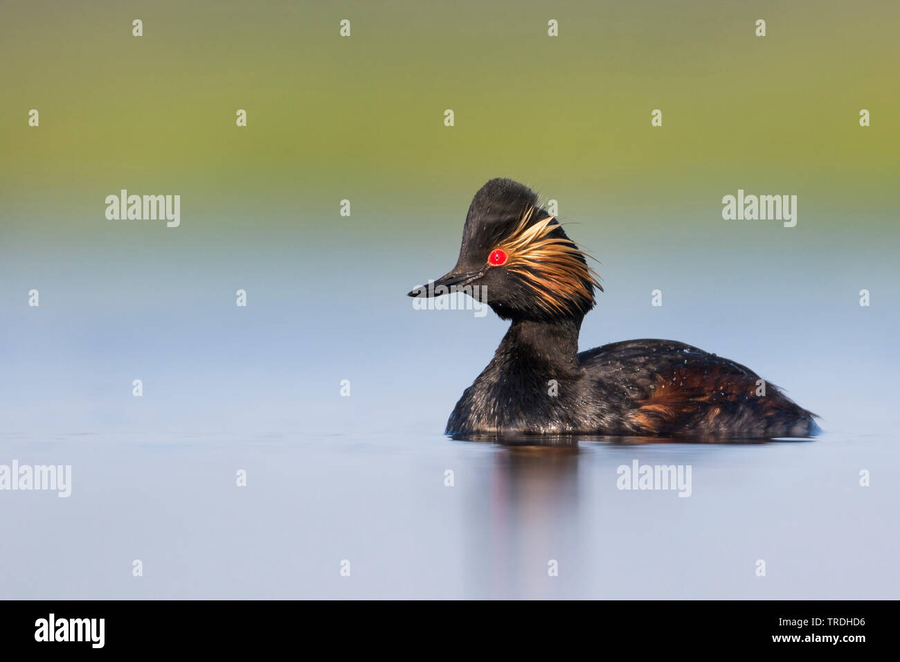 Black necked grebes breeding hi-res stock photography and images - Alamy