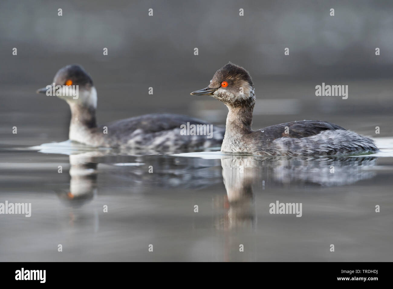 black-necked grebe (Podiceps nigricollis), adults in winter plumage on ...