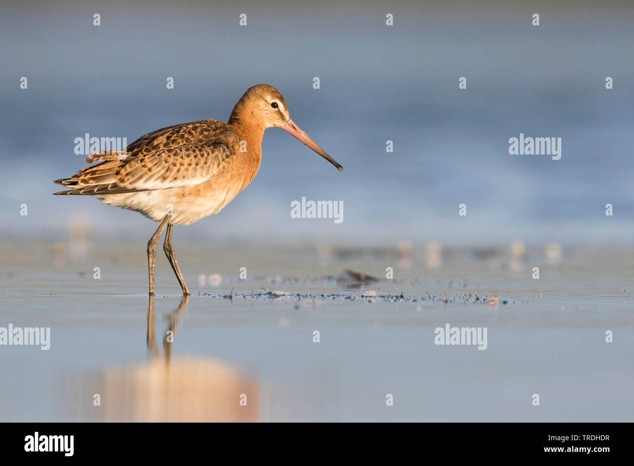 Islandic black-tailed godwit (Limosa limosa islandica, Limosa islandica ...