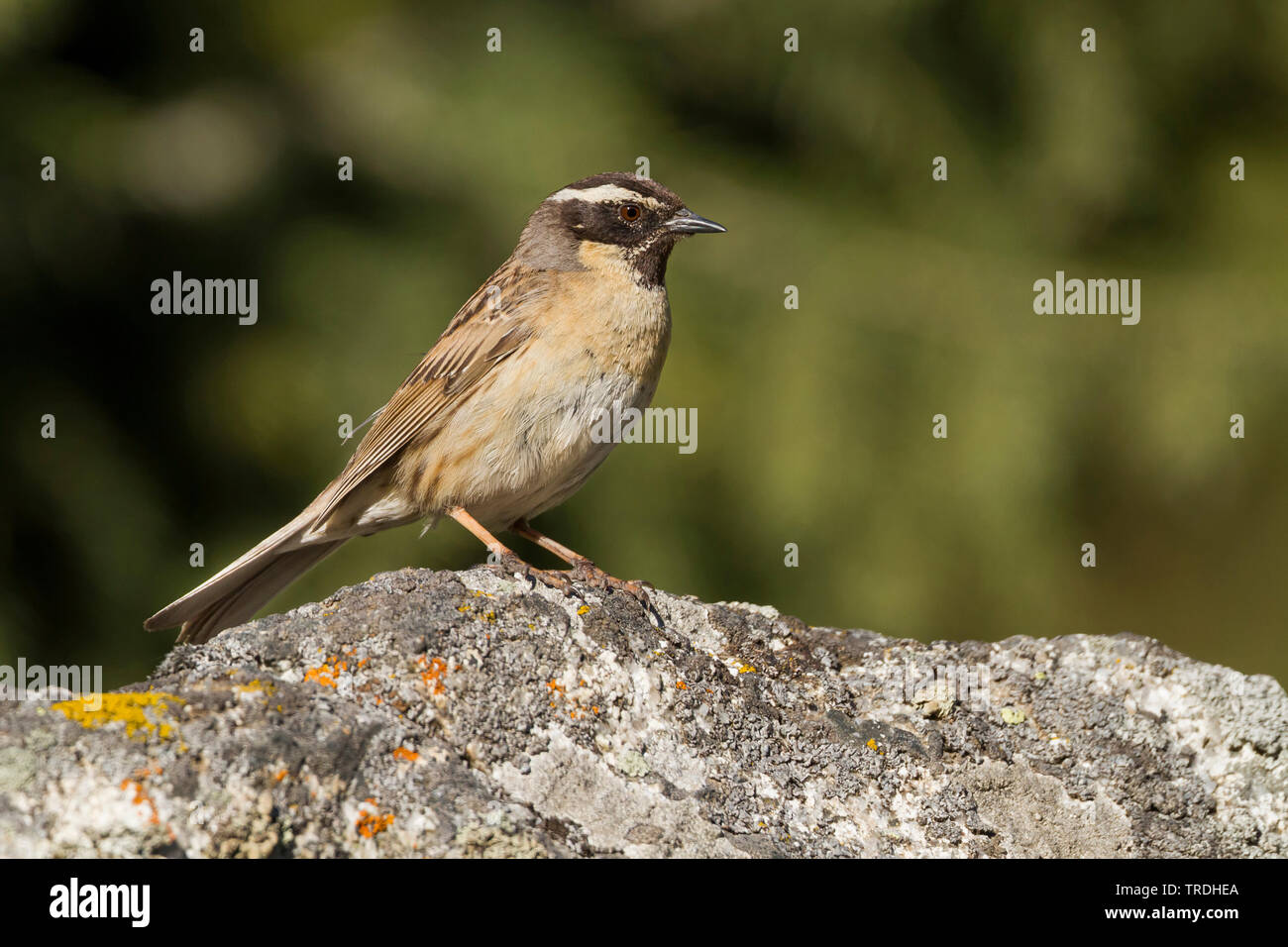 black-throated accentor (Prunella atrogularis huttoni, Prunella huttoni ...