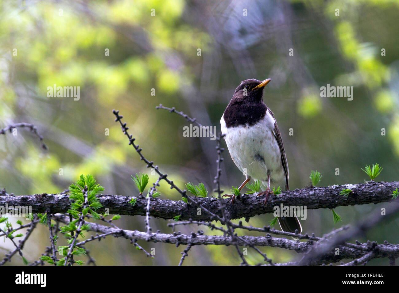 Black-throated Thrush (Turdus atrogularis), male sitting on a branch ...