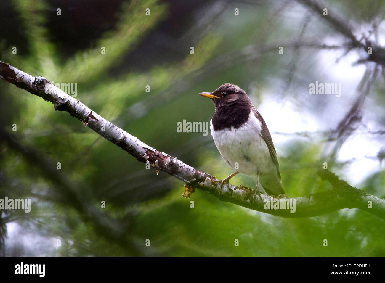 Black-throated Thrush (Turdus atrogularis), male sitting on a branch ...