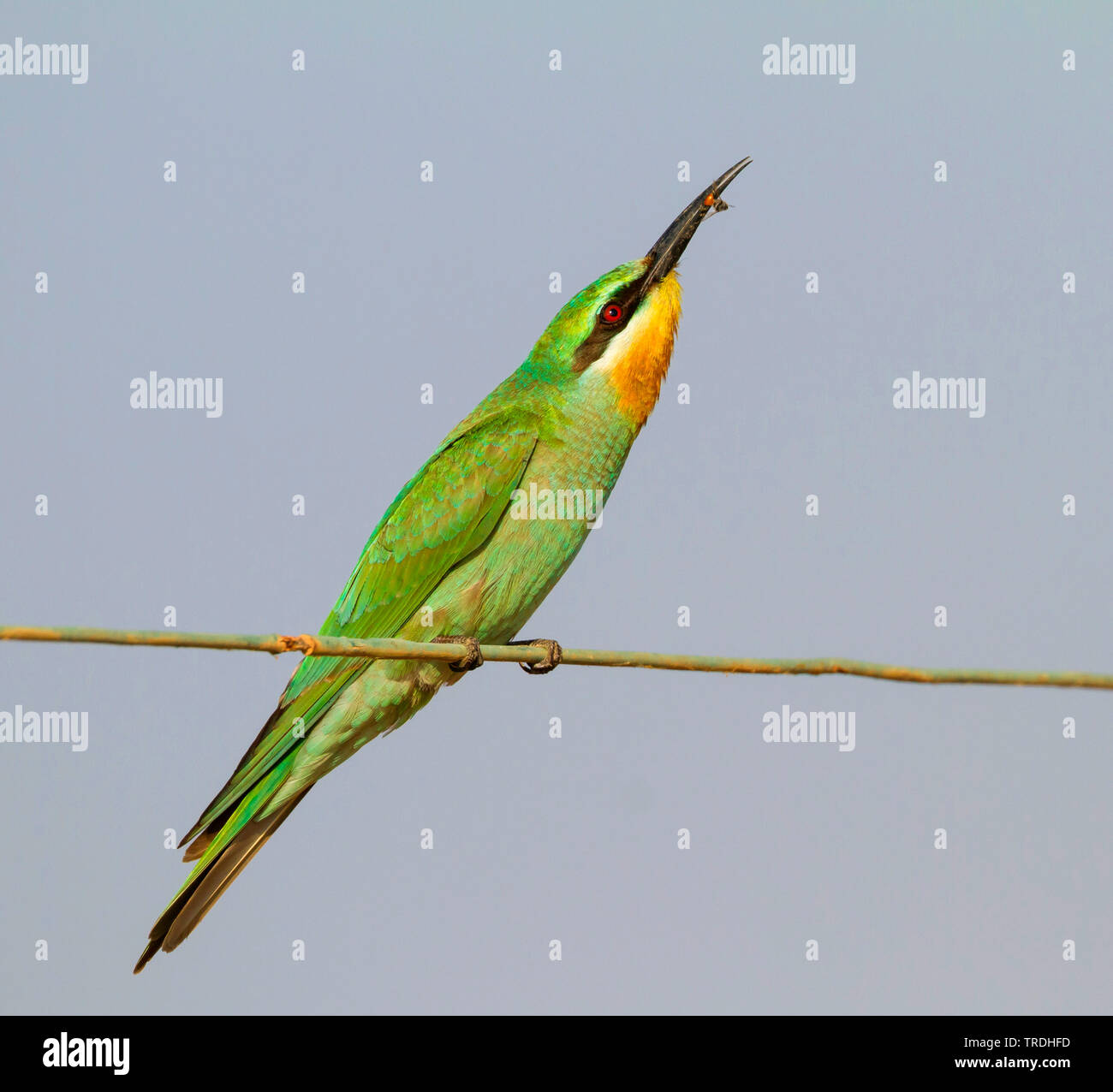 Bee eaters in asia hi-res stock photography and images - Alamy