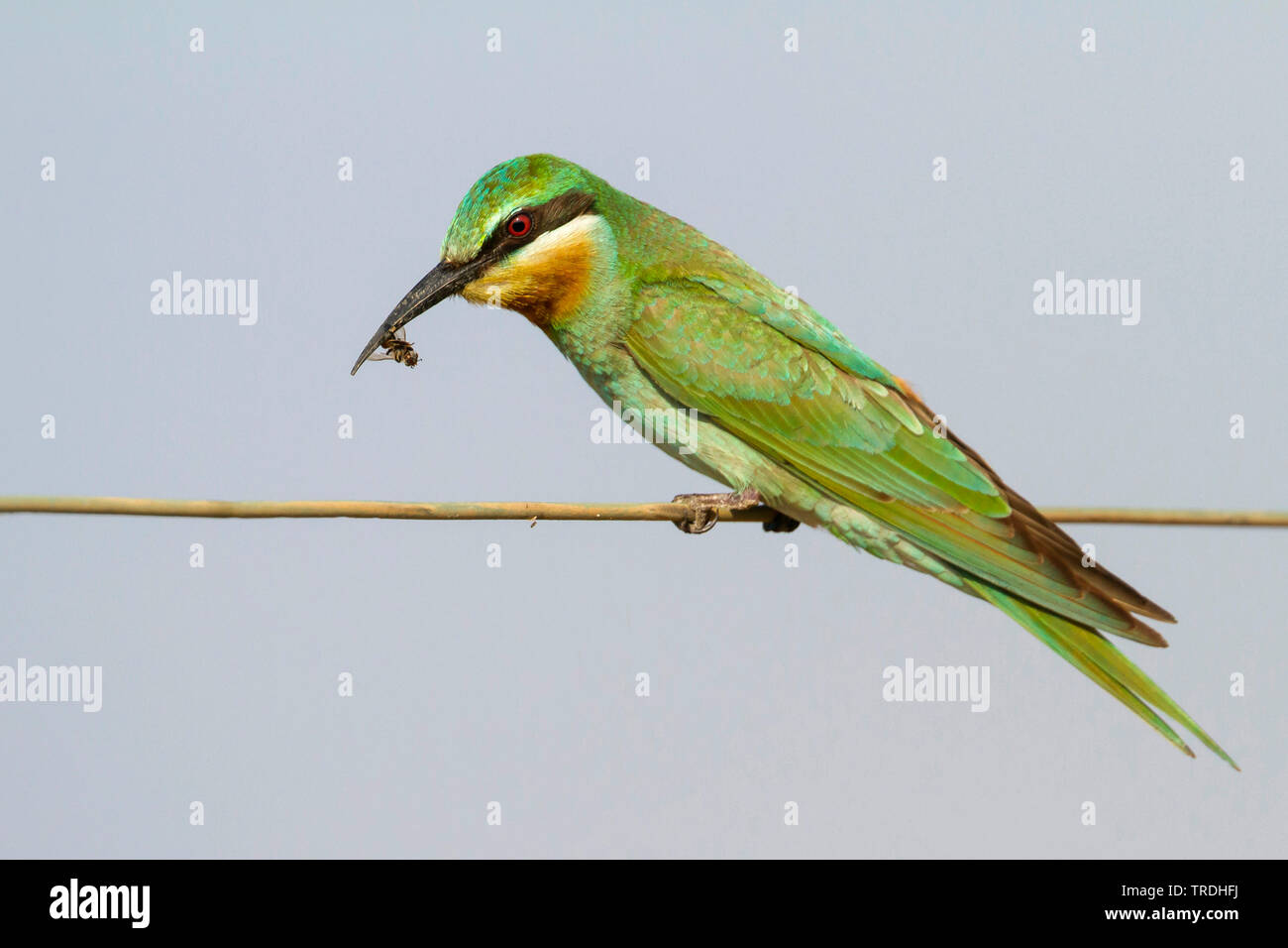 blue-cheeked bee-eater (Merops persicus), sqeaker with fodder in the ...