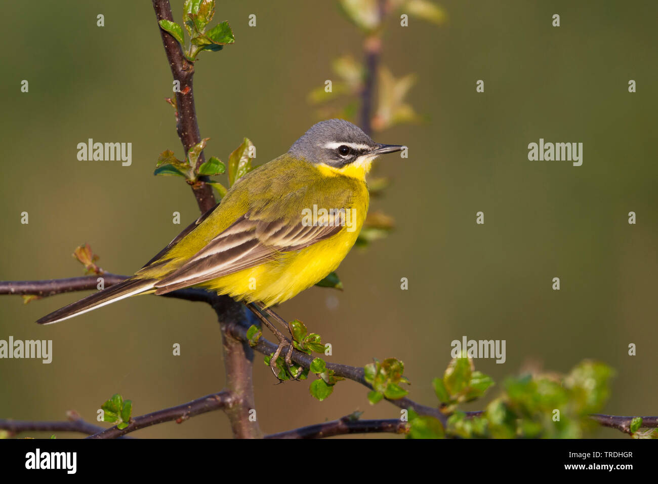 Blue-headed Wagtail, Yellow Wagtail (Motacilla flava flava), adult male ...
