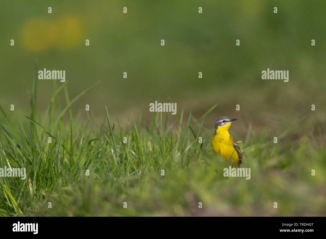 Blue-headed Wagtail, Yellow Wagtail (Motacilla flava flava), adult male ...