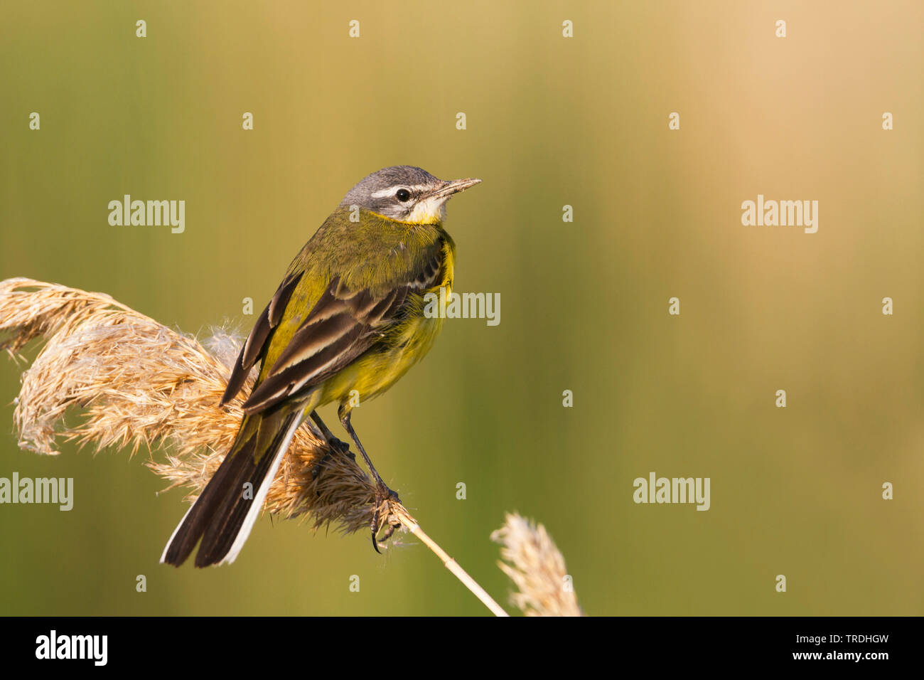 Blue-headed Wagtail, Yellow Wagtail (Motacilla flava flava), adult male ...