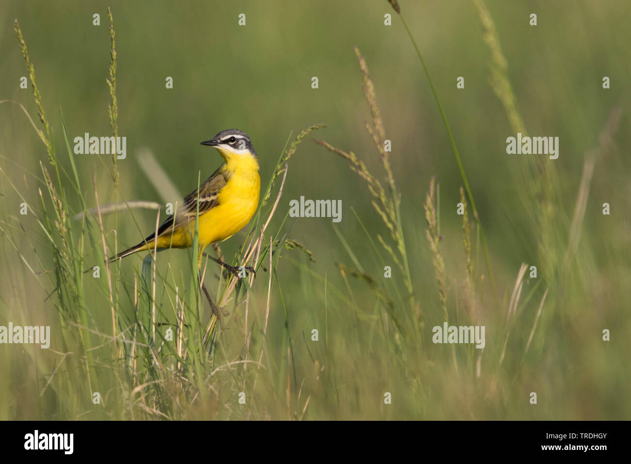 Blue-headed Wagtail, Yellow Wagtail (Motacilla flava flava), adult male ...