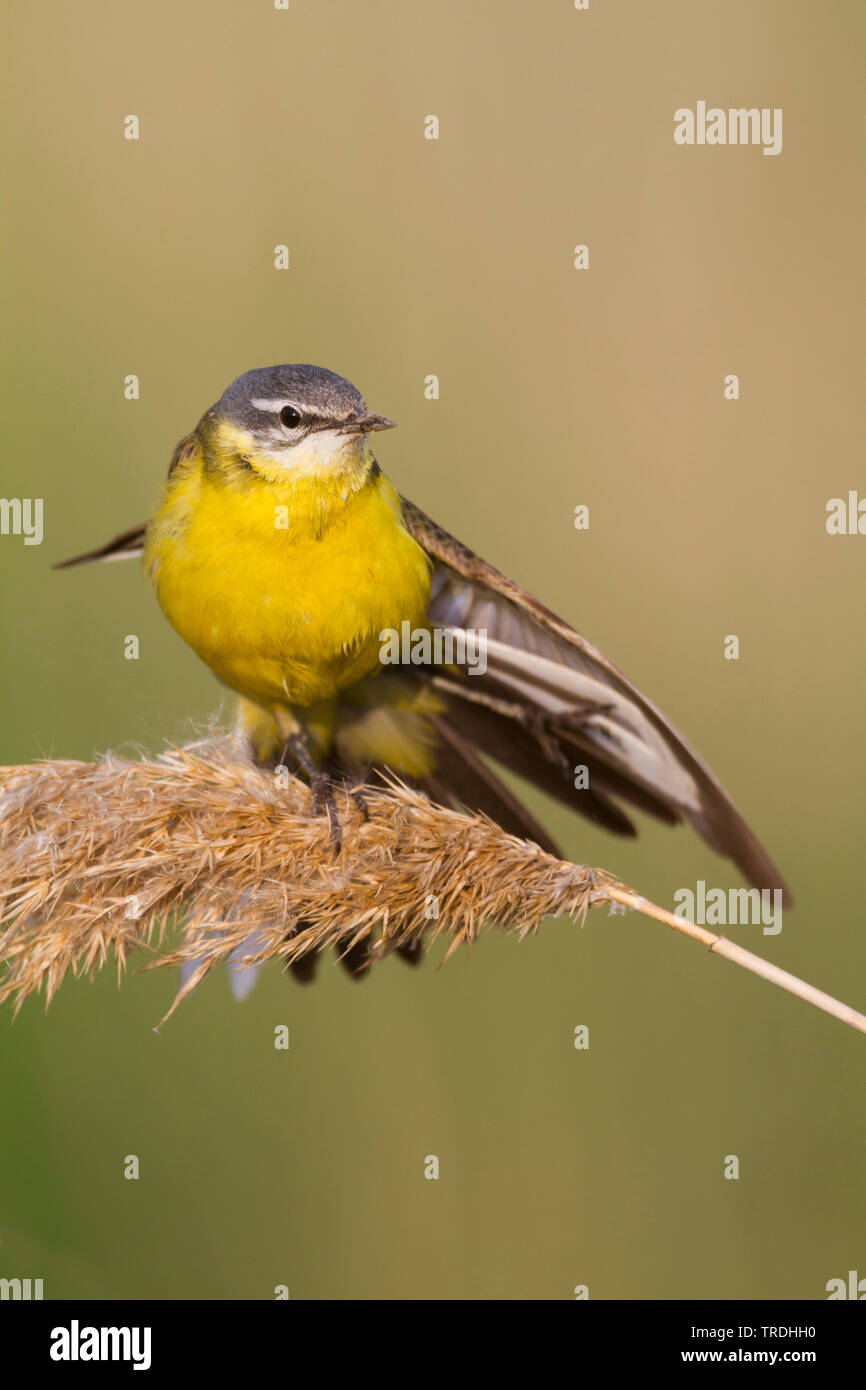 Blue-headed Wagtail, Yellow Wagtail (Motacilla flava flava), adult male ...