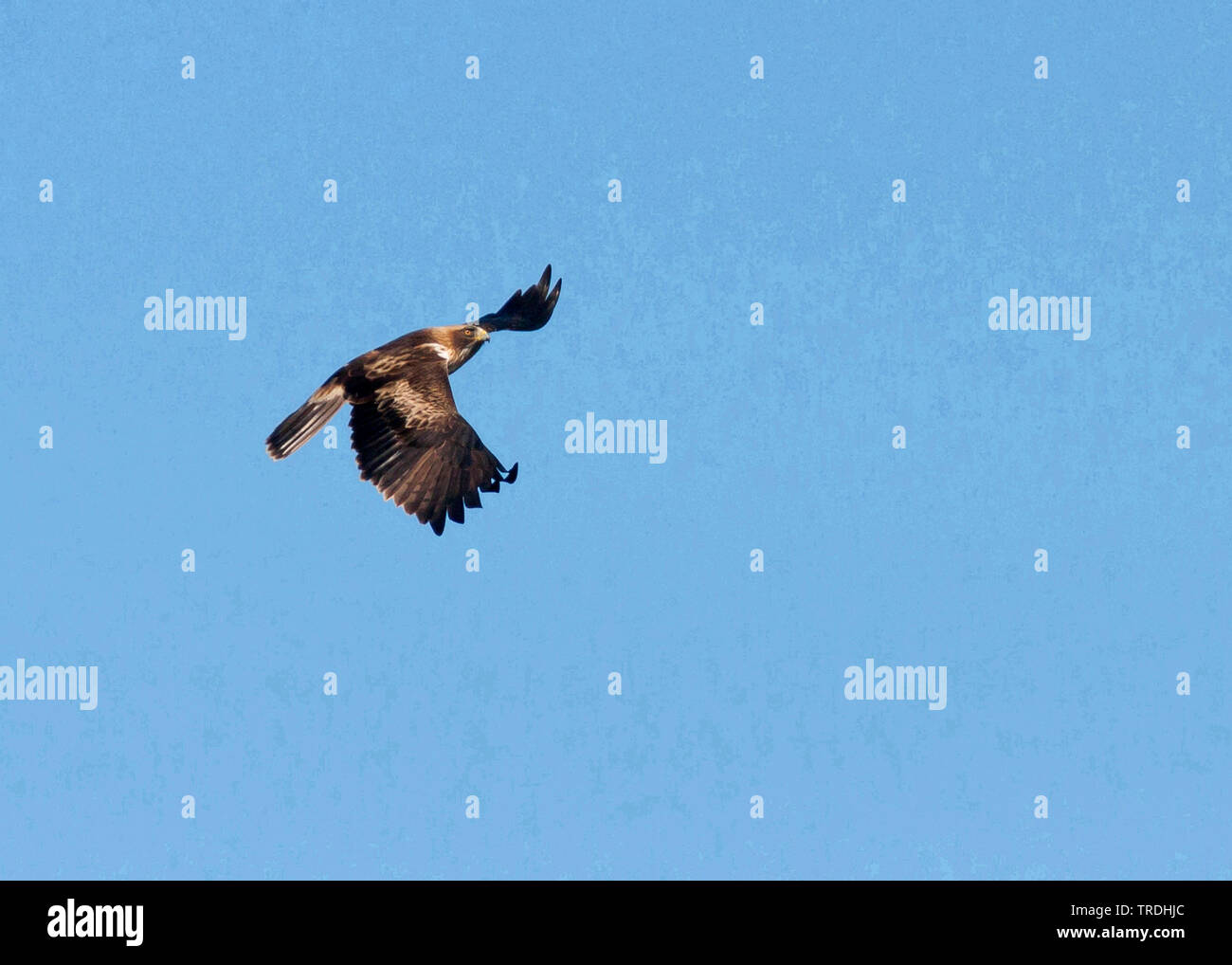 booted eagle (Hieraaetus pennatus), light morph, Spain Stock Photo - Alamy