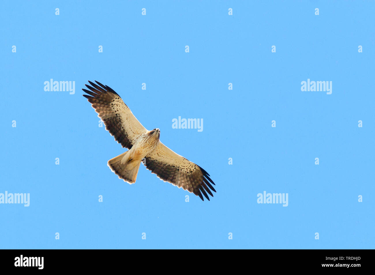 booted eagle (Hieraaetus pennatus), light morph, Spain Stock Photo - Alamy