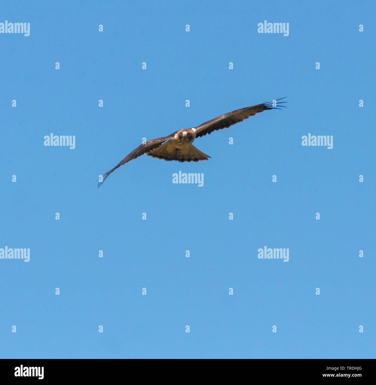 booted eagle (Hieraaetus pennatus), light morph, Spain Stock Photo - Alamy