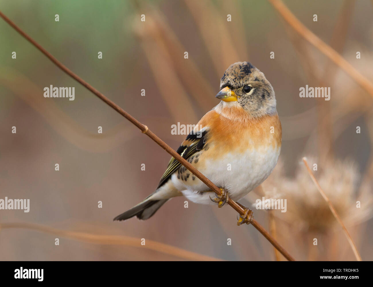1st mal hi-res stock photography and images - Alamy