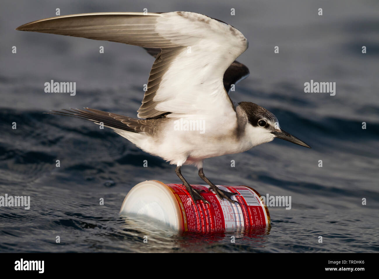 bridled tern (Sterna anaethetus antarcticus, Onychoprion anaethetus ...