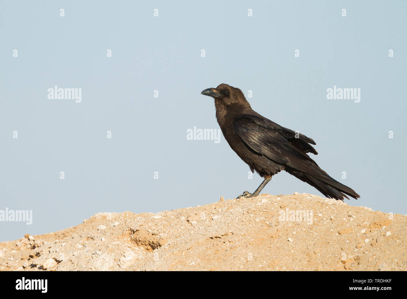 African northern raven hi-res stock photography and images - Alamy