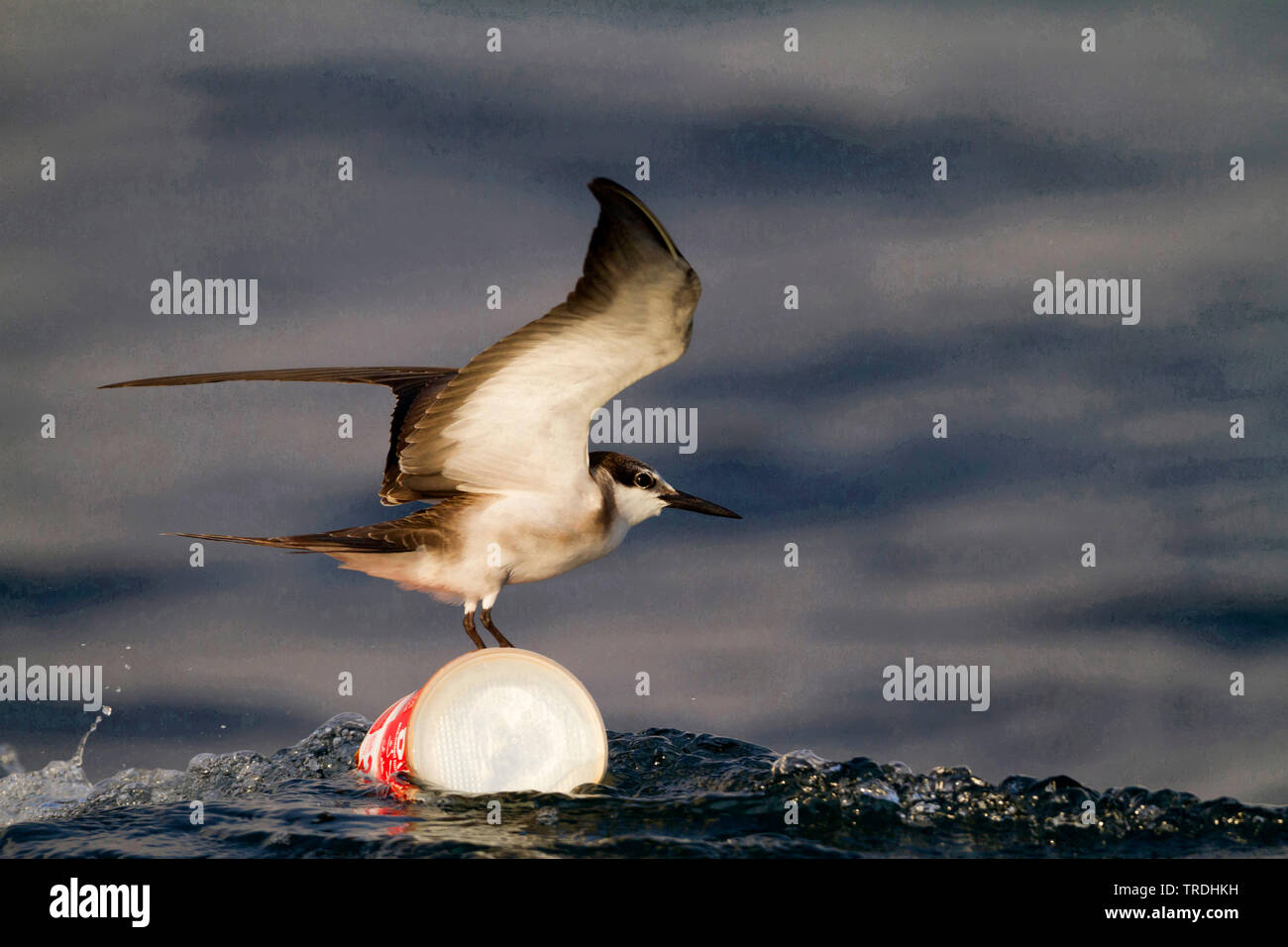 bridled tern (Sterna anaethetus antarcticus, Onychoprion anaethetus ...