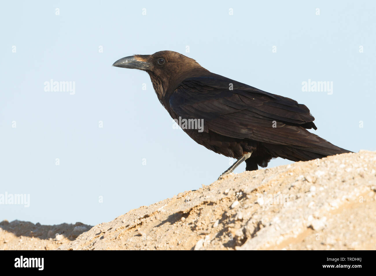 Brown necked raven hi-res stock photography and images - Alamy