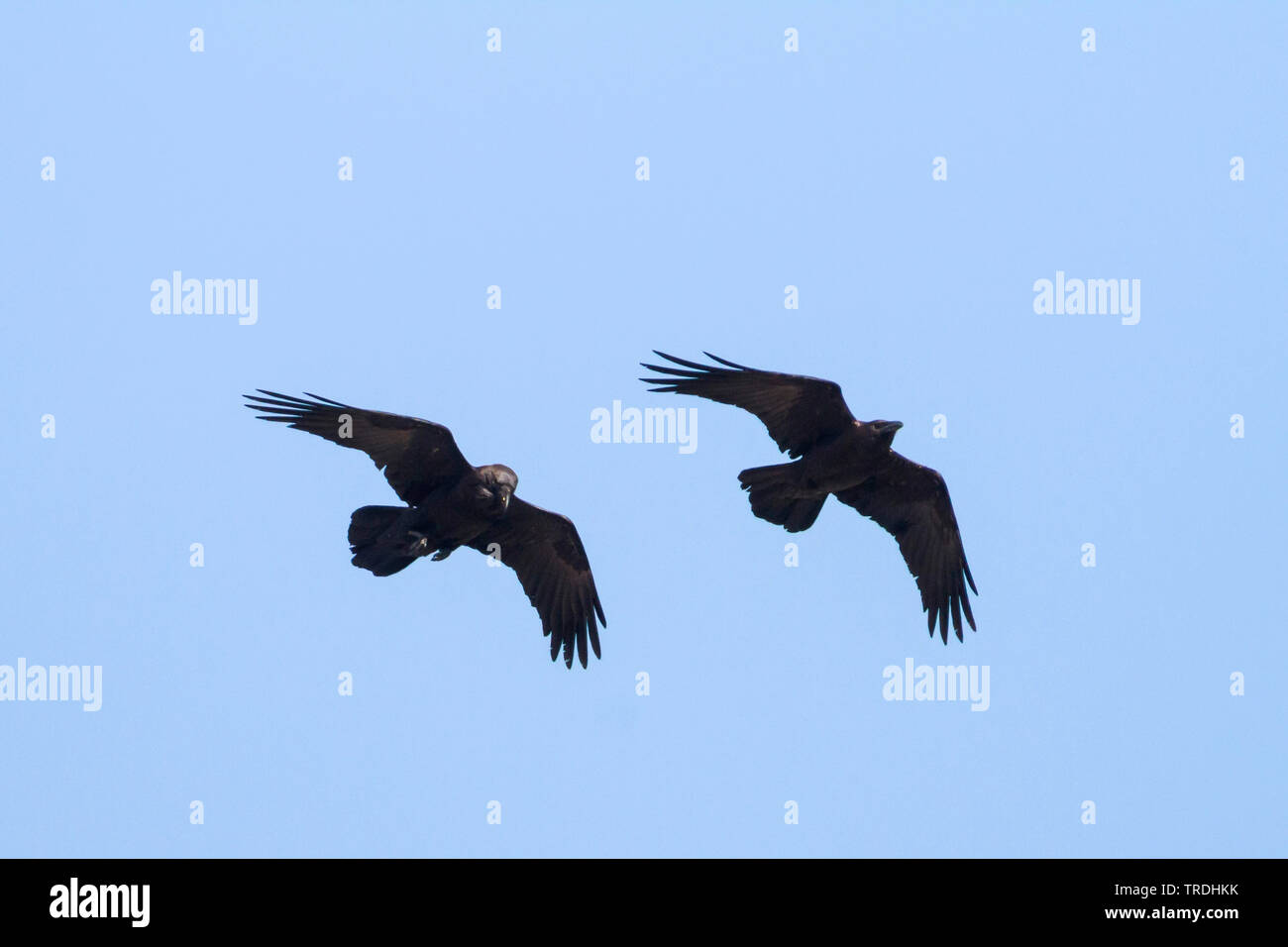 Flying ravens hi-res stock photography and images - Alamy