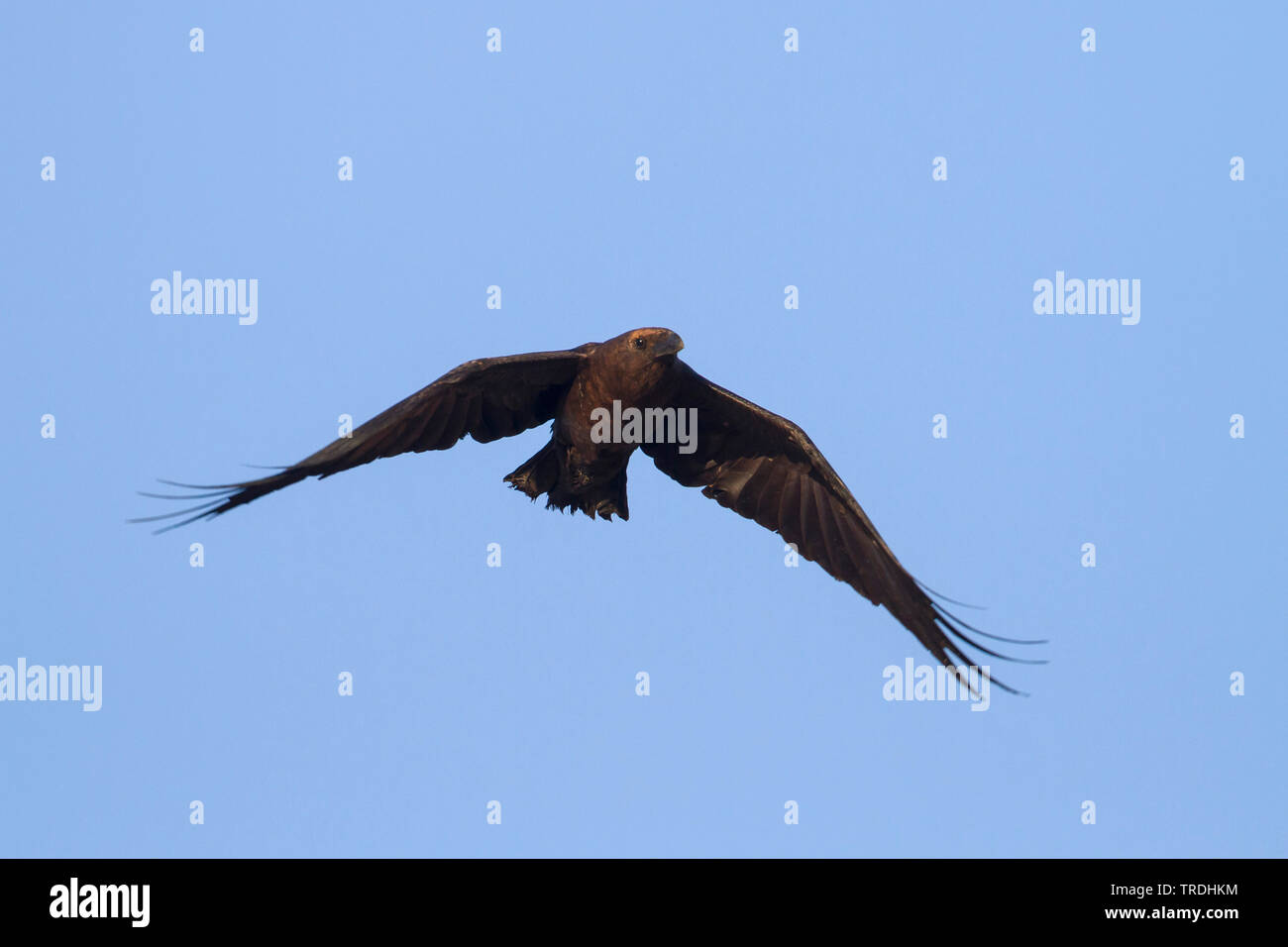 brown-necked raven (Corvus ruficollis), in flight in the sky, Morocco ...