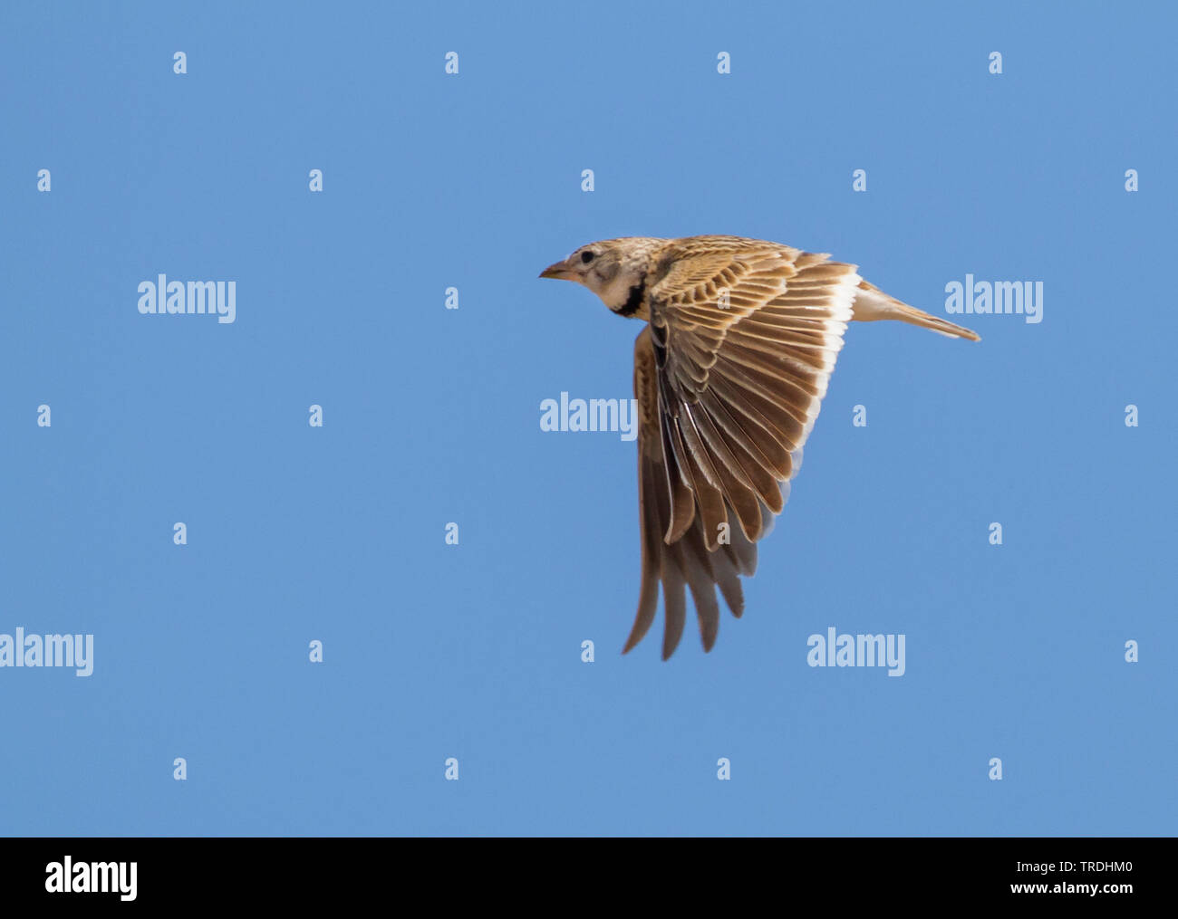 calandra lark (Melanocorypha calandra psammochroa, Melanocorypha ...