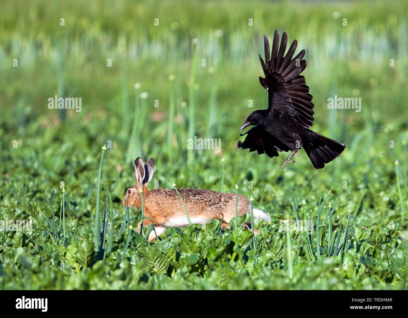 Crow attack hi-res stock photography and images - Alamy