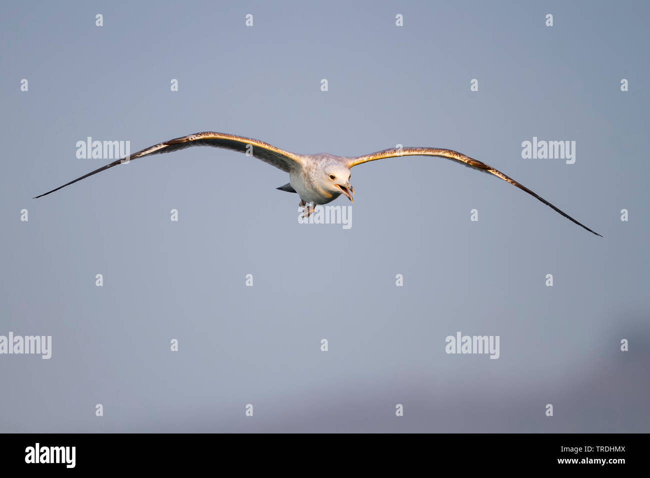 Caspian Gull (Larus cachinnans, Larus cachinnans cachinnans), in flight ...